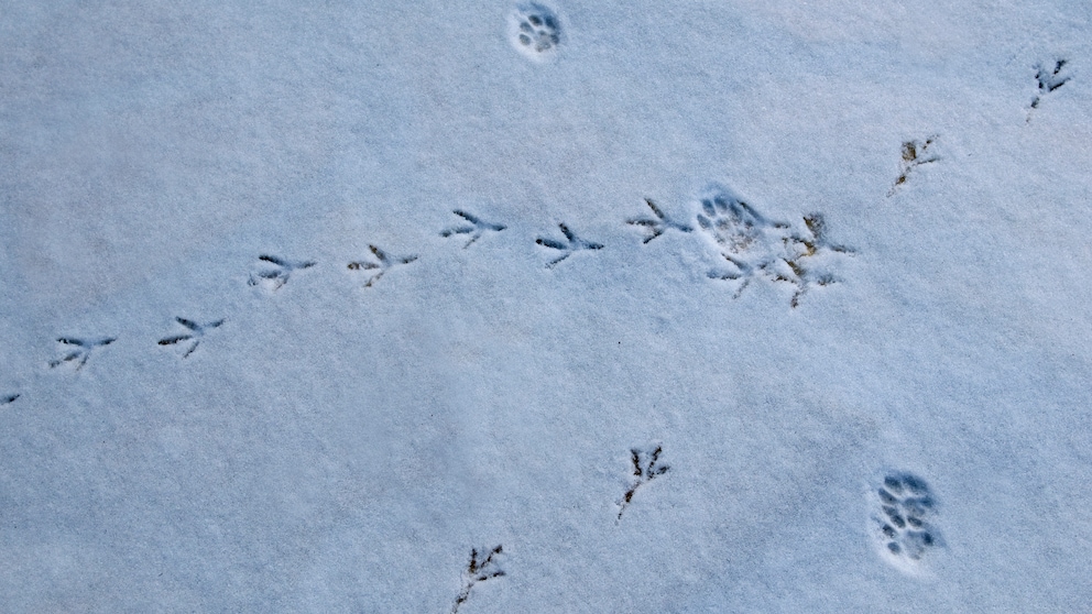 Tracks in the snow: Can you identify all 11 native wild animals?