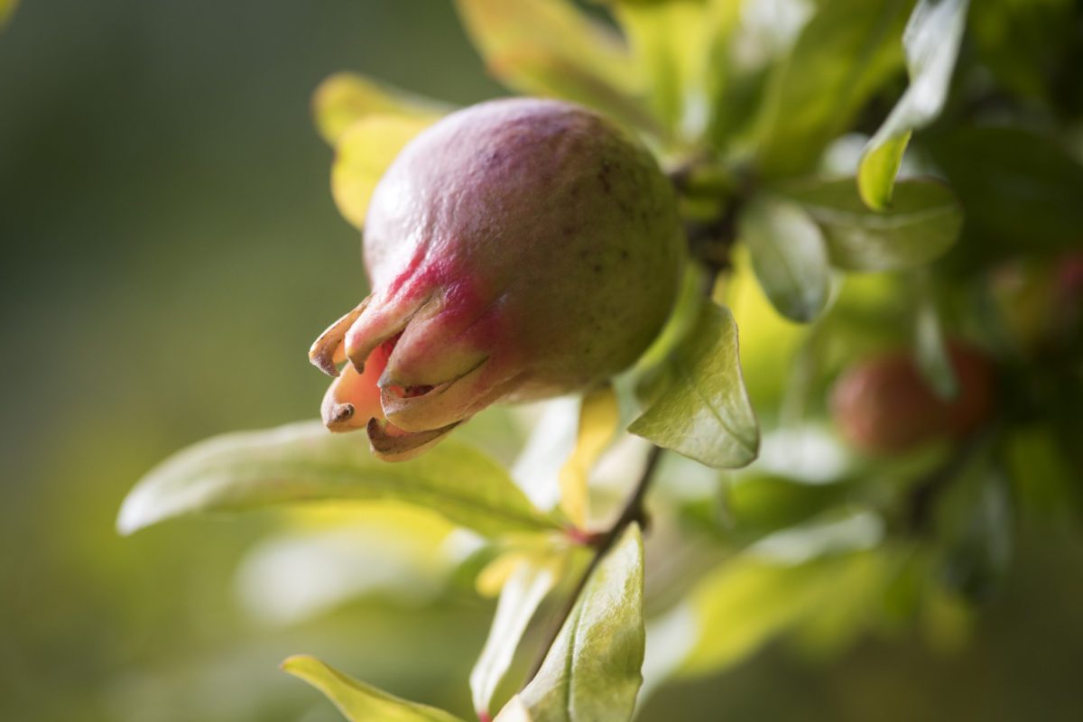 The surprisingly exotic fruits you can grow in the UK from kiwis to ...
