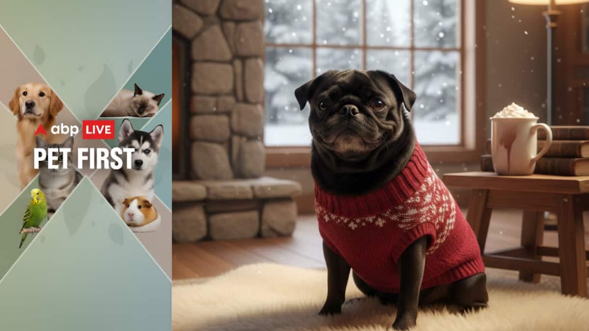 ABP Live Pet First | 8 winter care essentials to keep your dog warm and ...