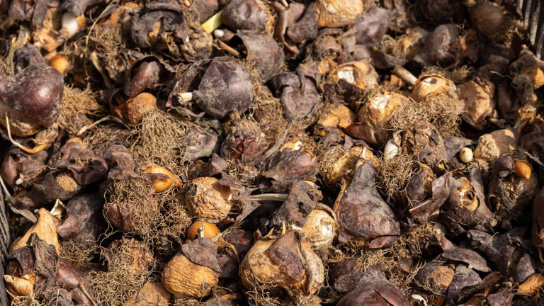 Warum die Lieblingsblume der Deutschen Minusgrade liebt