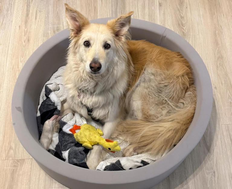 똑똑한 개, 주인 대화 엿듣는다…혹시 우리 집 개도?