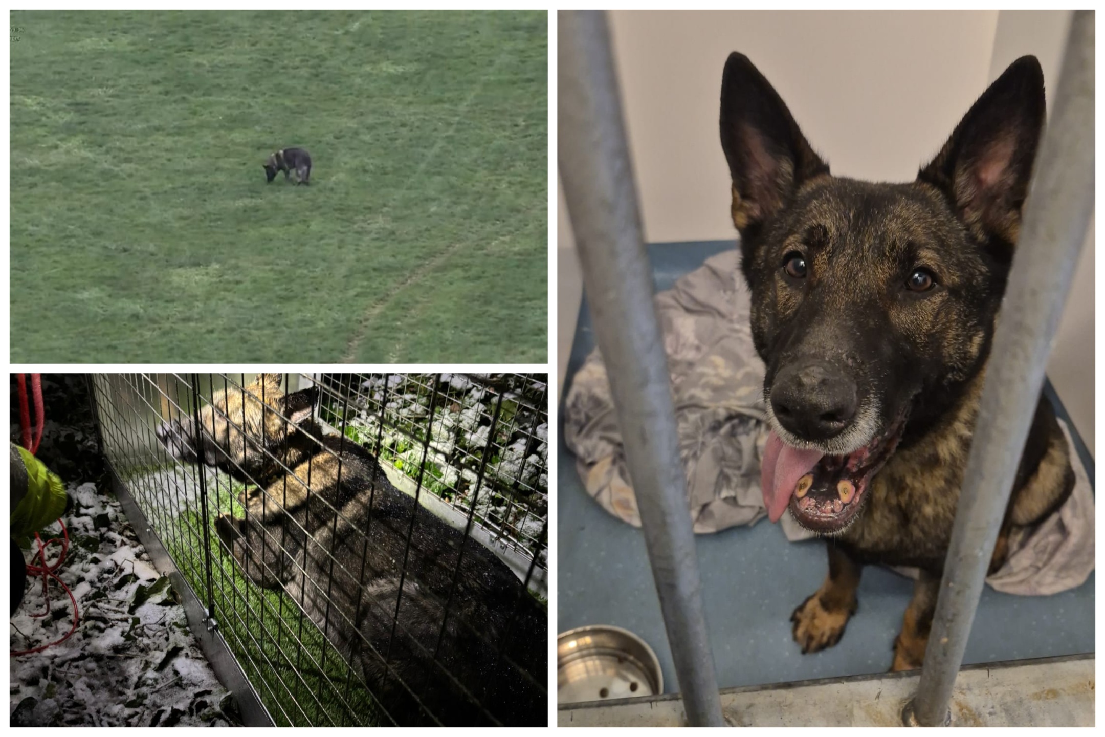 Sheffield dog rescue: How team lured stray dog seen wandering near busy ...