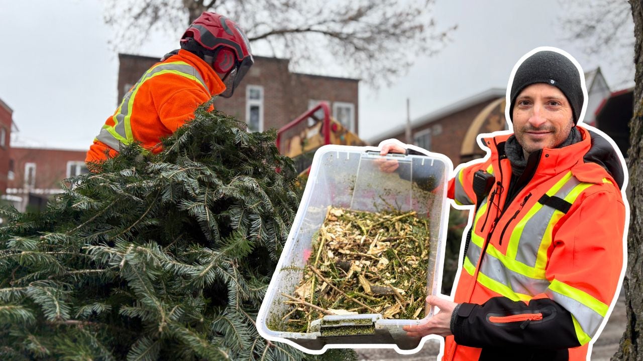 Tossing your natural Christmas tree to the curb? Here’s what happens to it