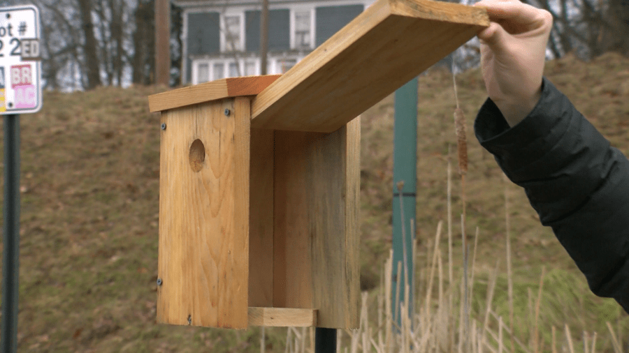 Allegheny College working to conserve declining bat, bird populations