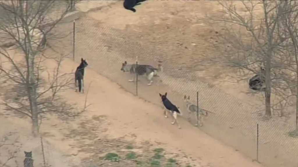 Federal agents raid East Texas dog breeding ranch after video shows dog ...