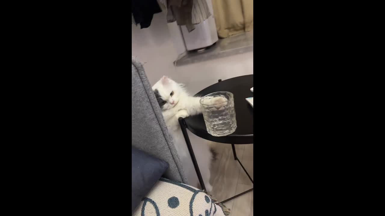 Mischievous cat tries to knock over a glass in Sichuan, China