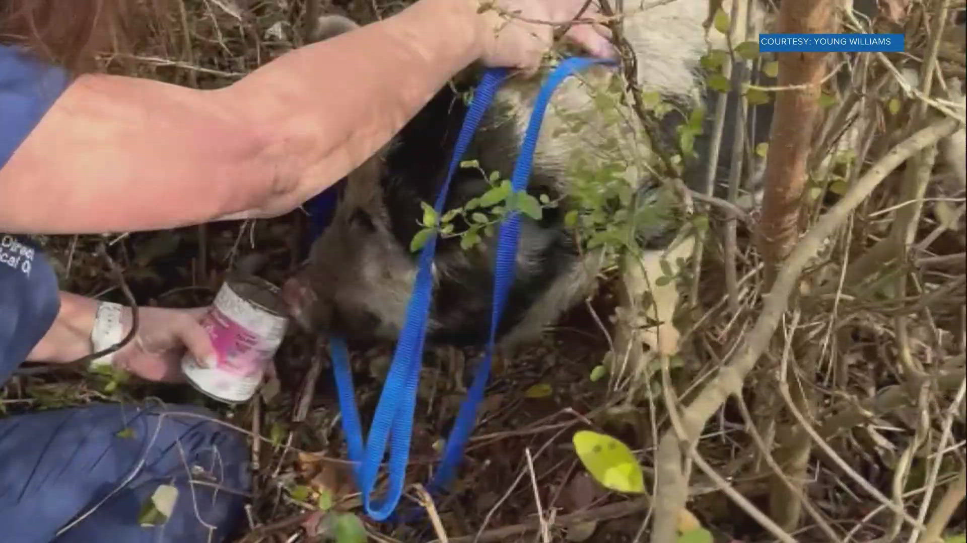 Young Williams rescues 2 pigs from island on Tennessee River