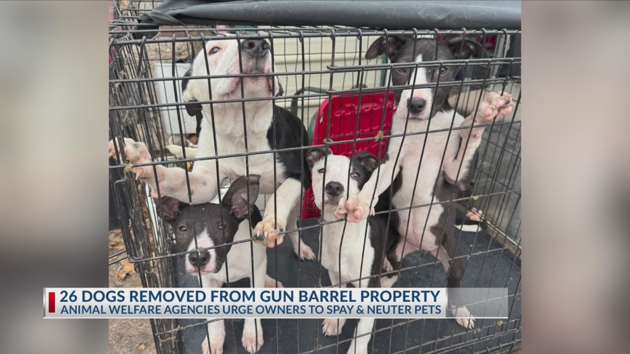 Animal welfare agencies urge responsible pet care after 26 dogs rescued ...