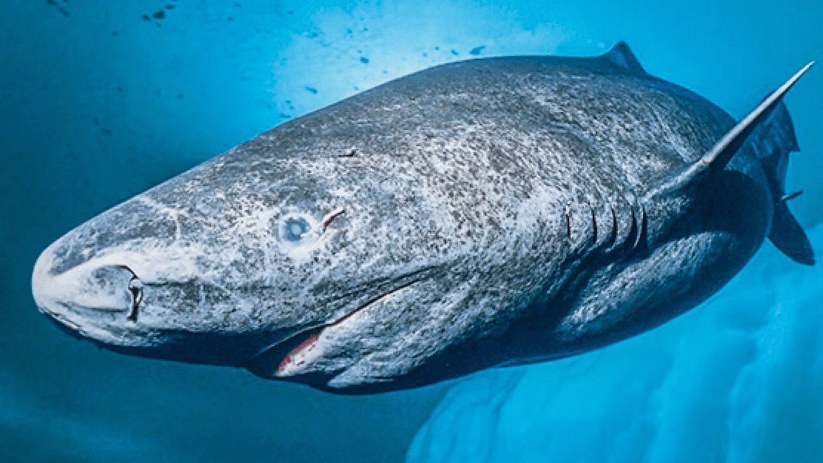 Greenland sharks reveal that extreme longevity does not have to mean ...