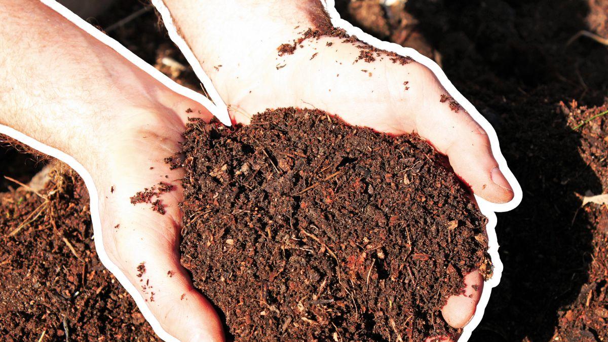 ¿Sabías que existe un animal con cinco corazones? Vive en el suelo