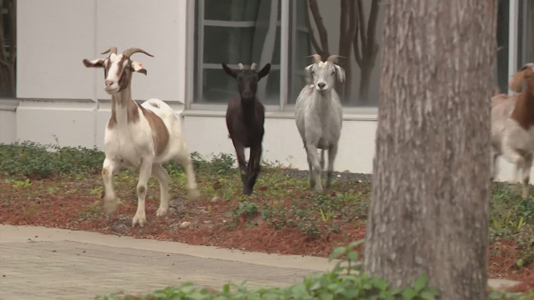 Anyone lose a goat or four? We found them near the Sam Houston Parkway!