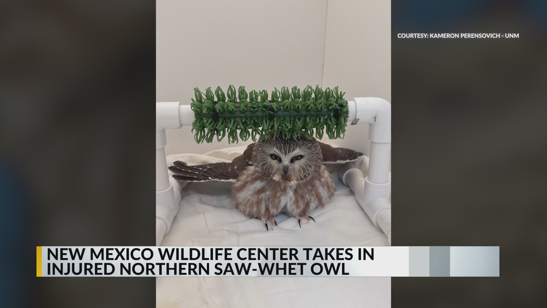 New Mexico Wildlife Center takes in injured northern saw-whet owl