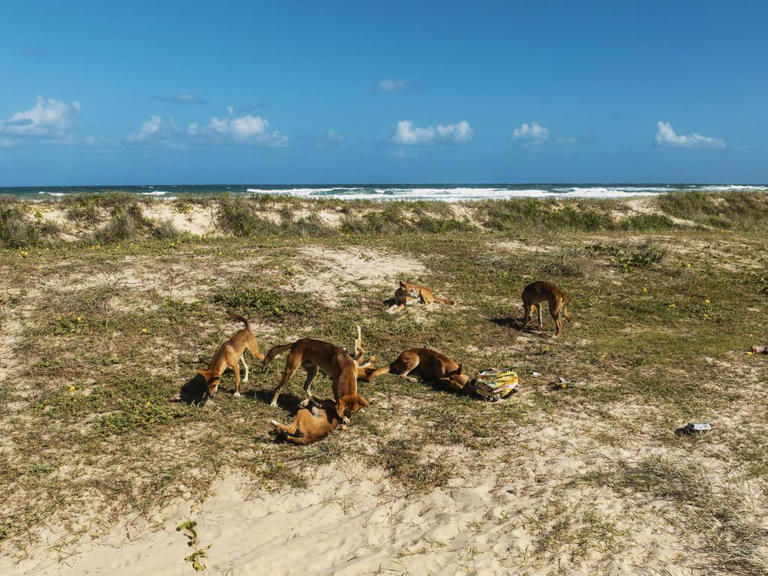 Wild dingo clip highlights major problem