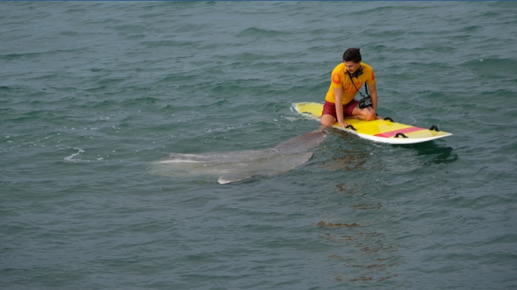 Mola mola, an enormous ocean sunfish, swims with surfers then washes ...