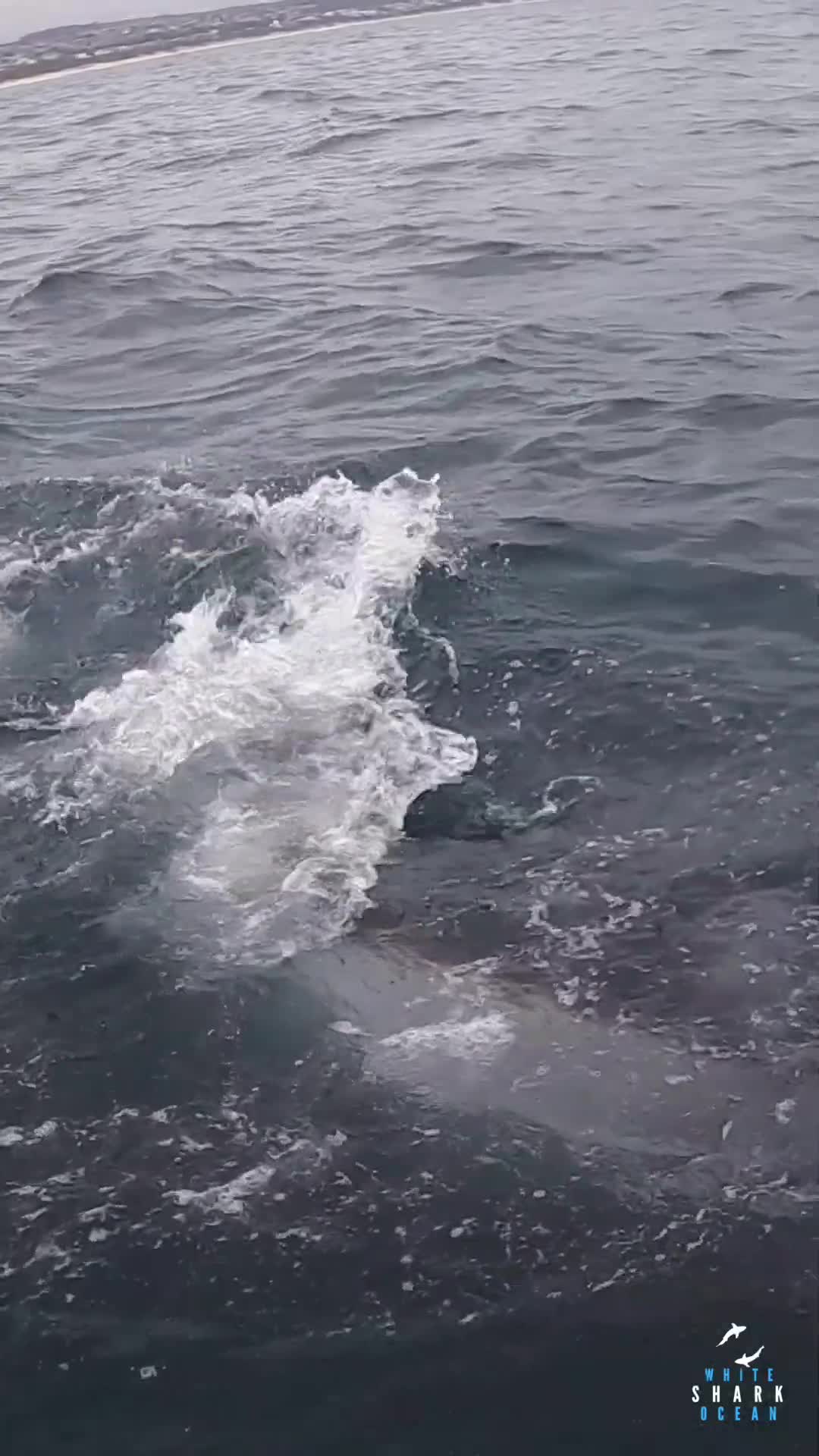 White belly of the great white shark under the surface