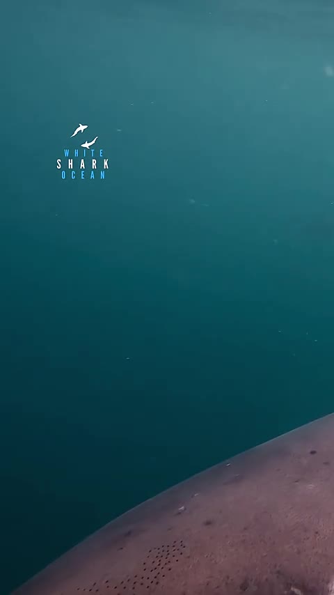 Young great white sharks love to investigate