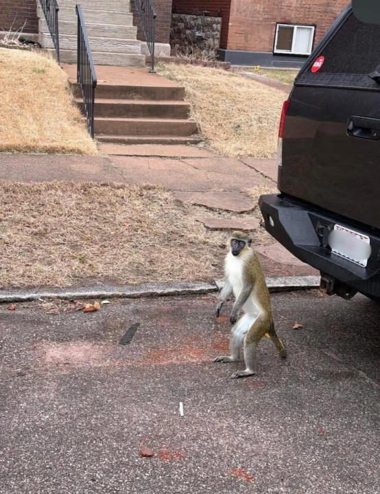 St. Louis City has ceased its search for vervet monkeys