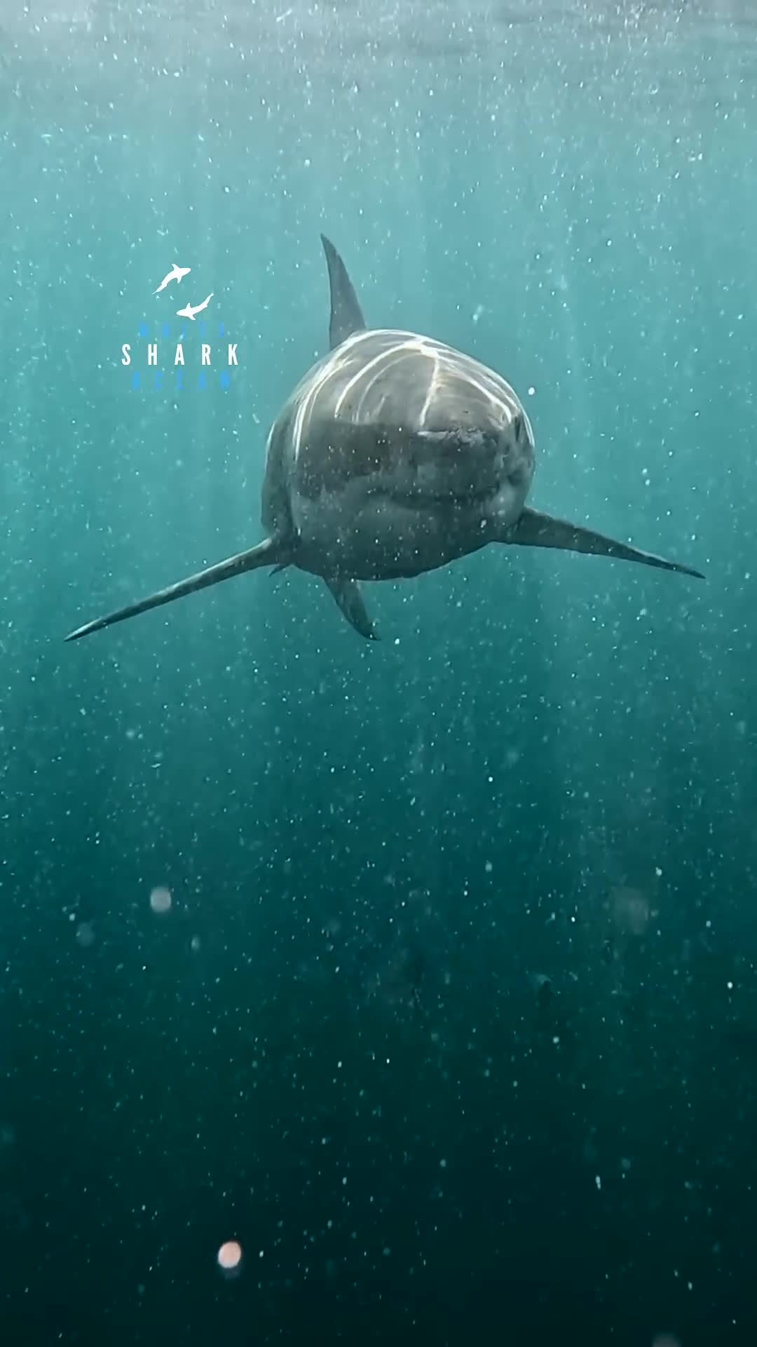 Great white shark heading towards us out of the blue