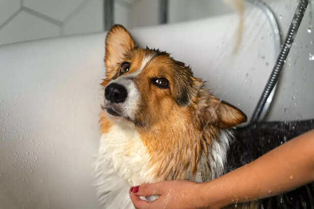 Are you accidentally hurting your dog by over caring?