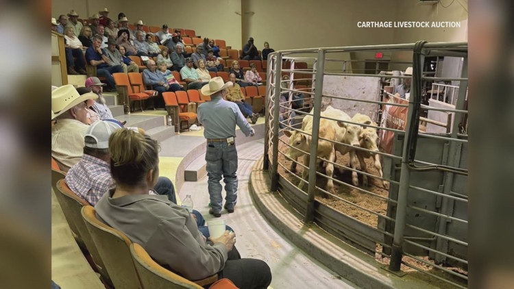 Carthage Livestock Auction holds fundraiser for family of Waskom ...