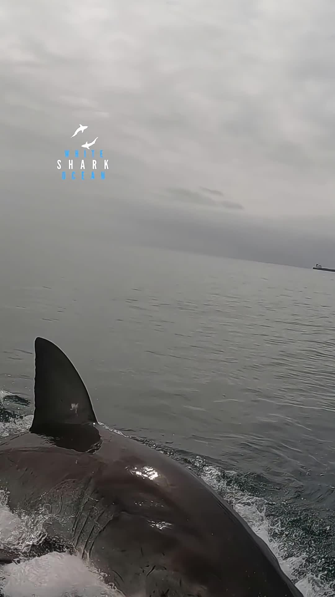 Great white shark breach in slow motion