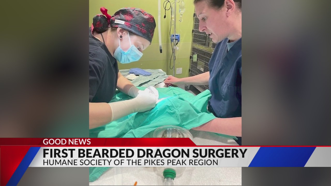 Shelter sees new first: Bearded dragon surgery