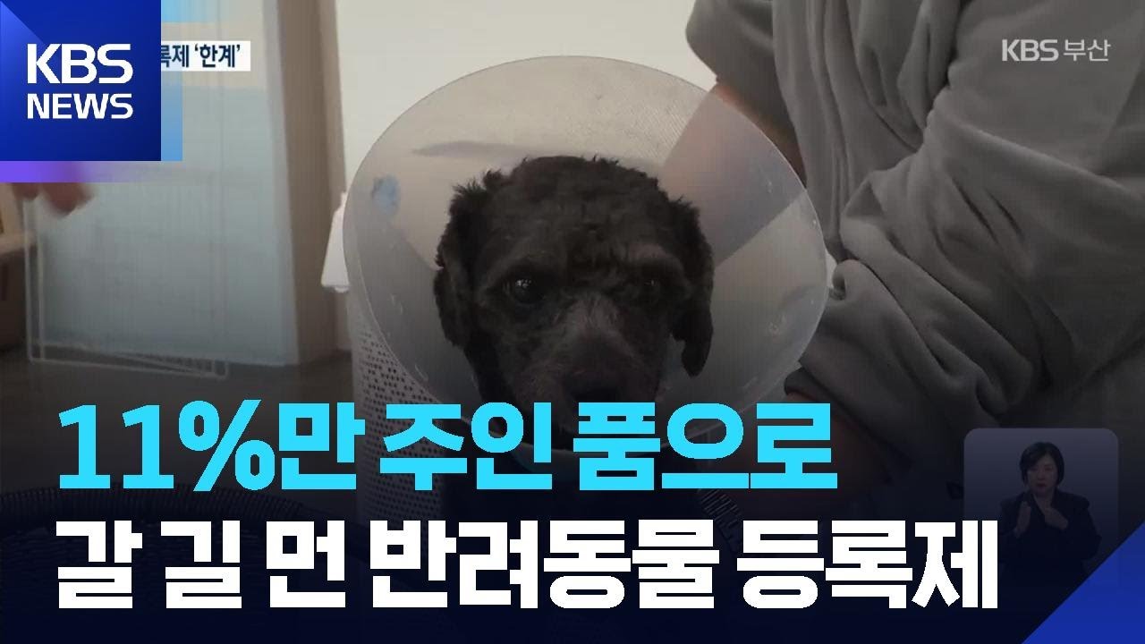 11%만 주인 품으로…갈 길 먼 반려동물 등록제 / KBS 2026.01.10.