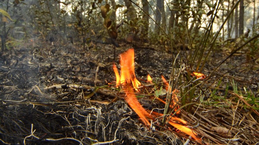 Prescribed burn planned for sports complex in Escambia County