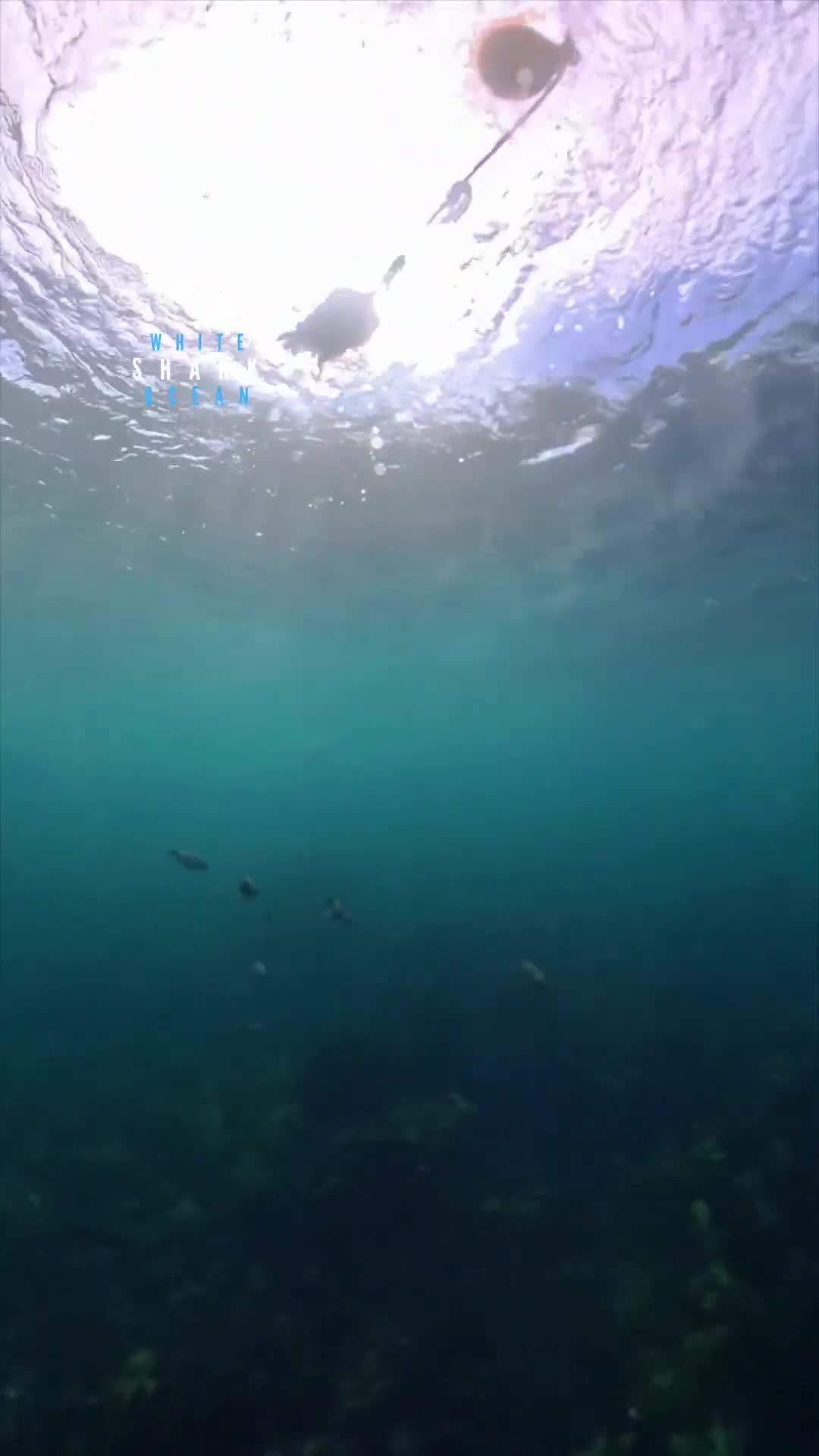 Great white sharks cruise through stunning underwater landscapes