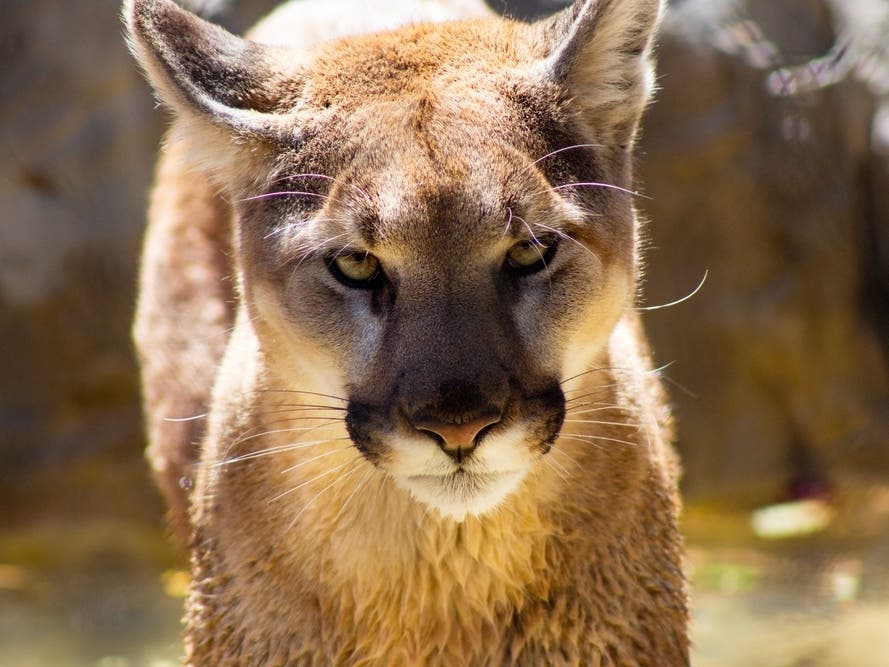 Mountain lion tracks found near Bay Area beach — CalFire warns ...