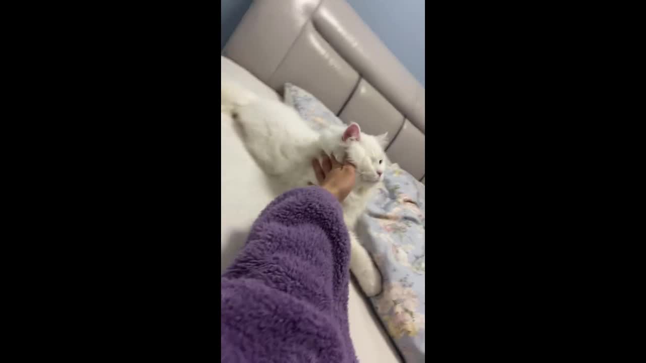 Playful white cat stretches dramatically in Shaanxi, China