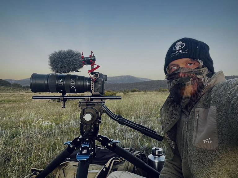 Wild dingo clip highlights major problem