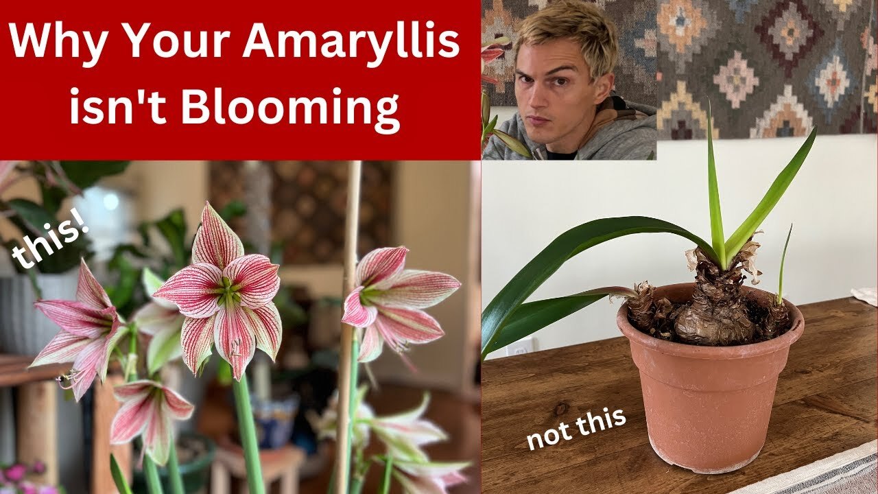 Why My Amaryllis Isn T Blooming Top 3 Reasons Reblooming Tips