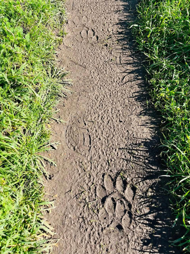 Mountain lion tracks found near Bay Area beach — CalFire warns ...