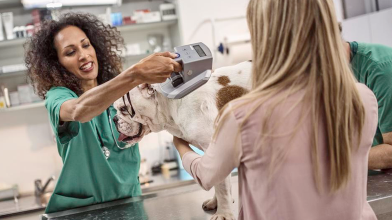 Diarrhea in dogs: Causes, treatments and when to see a vet