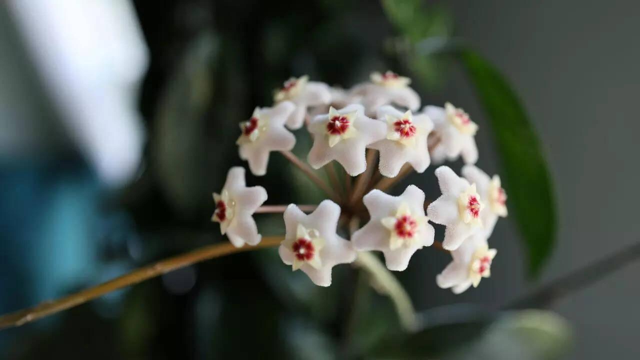 7 rare and unique plants to grow in your balcony garden