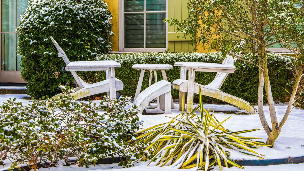 The winter garden clichés garden designers never use – what to try instead