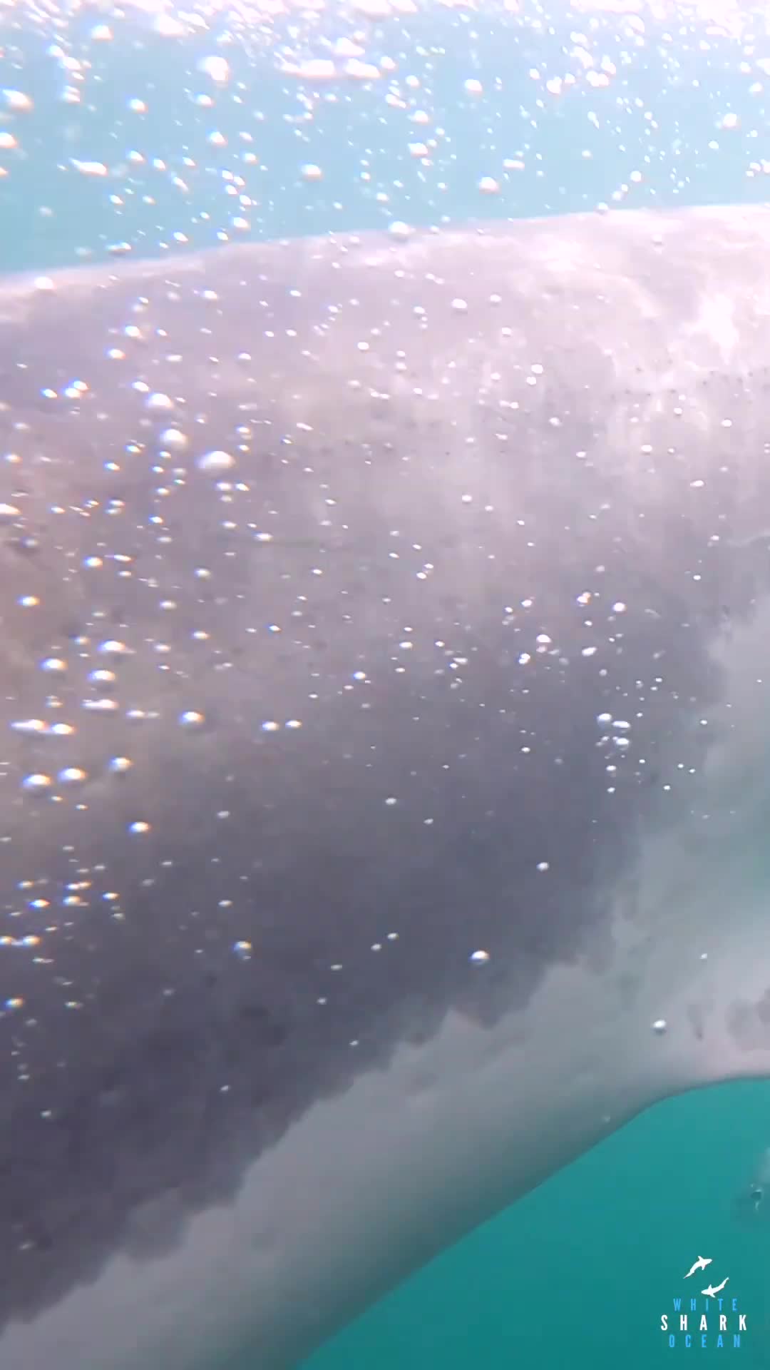 Inquisitive great white shark bumps the cage #shorts