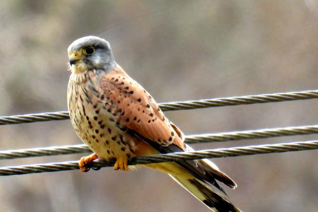 Swindon people encouraged to take part in Big Garden Birdwatch