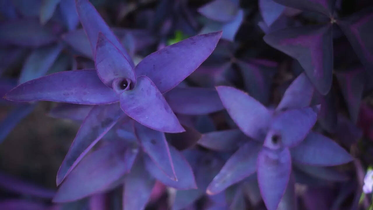7 rare and unique plants to grow in your balcony garden