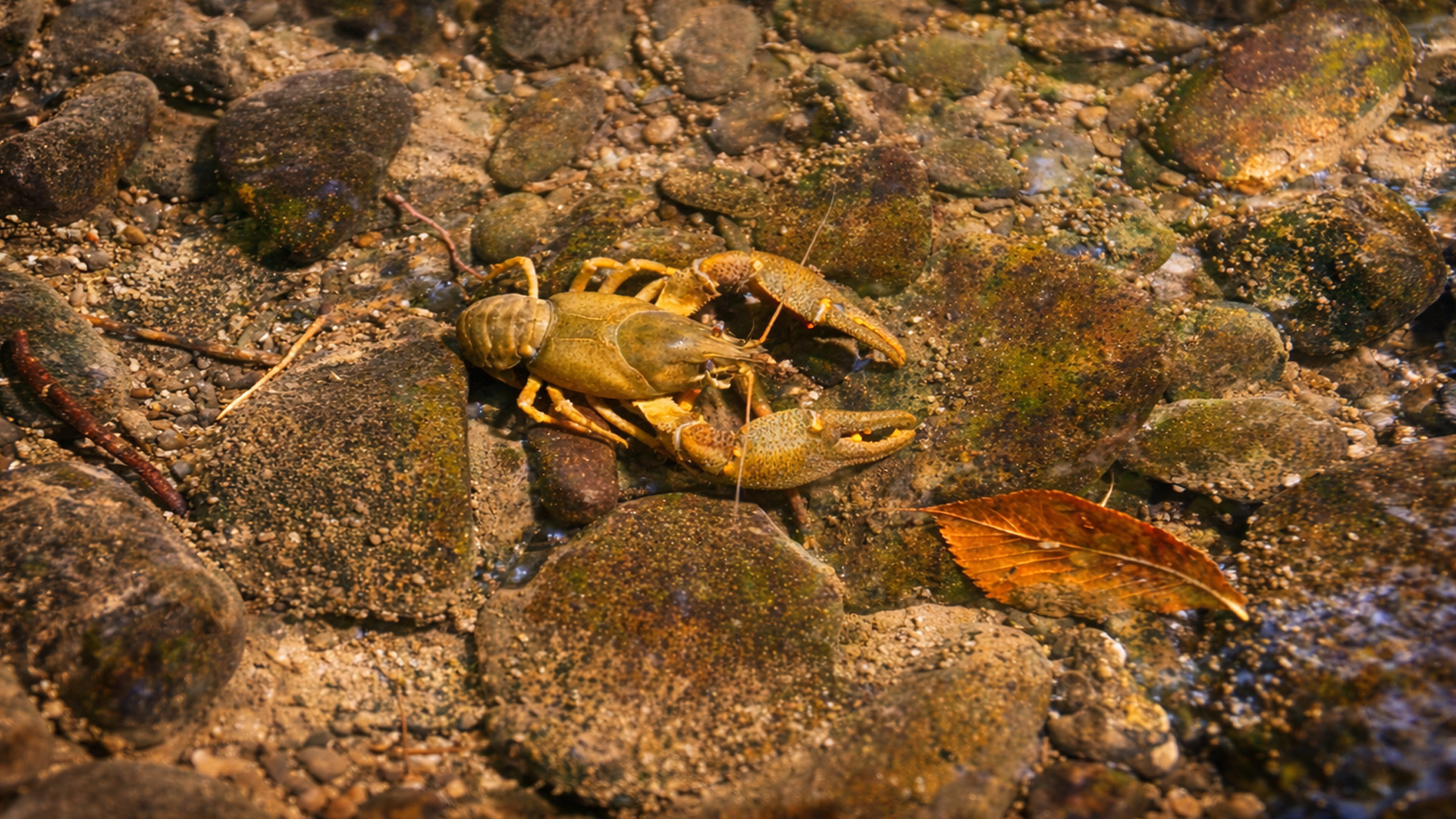 My camera caught a crayfish in the stream