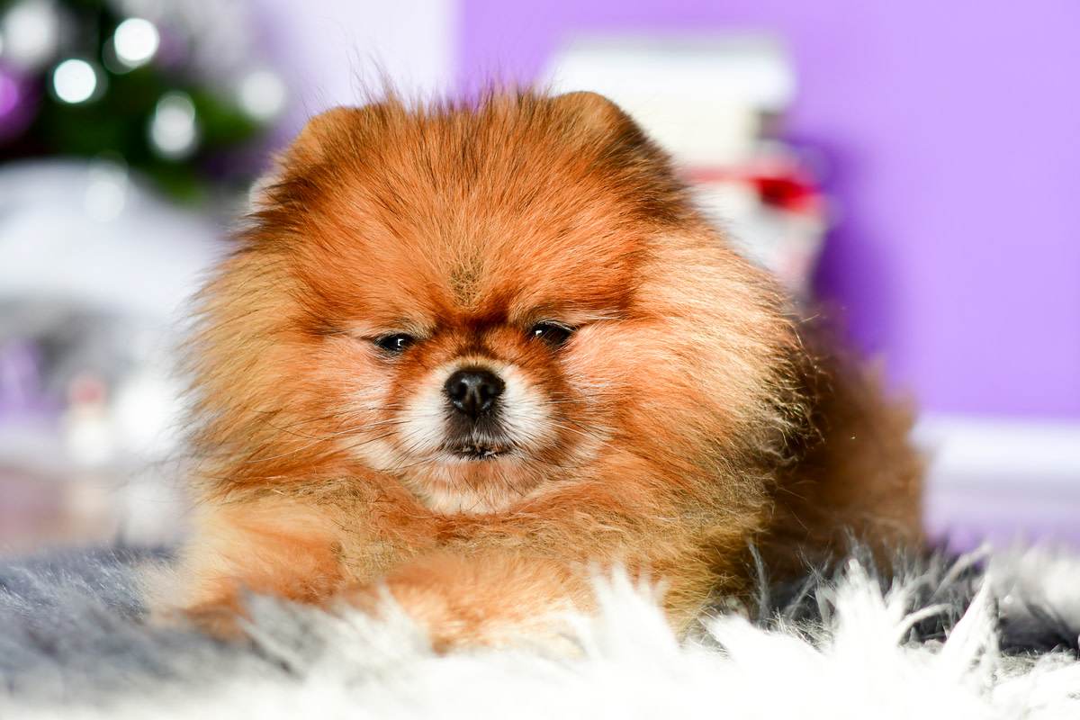 Concerned Pomeranian issues complaint to HR when orange cat steals ...