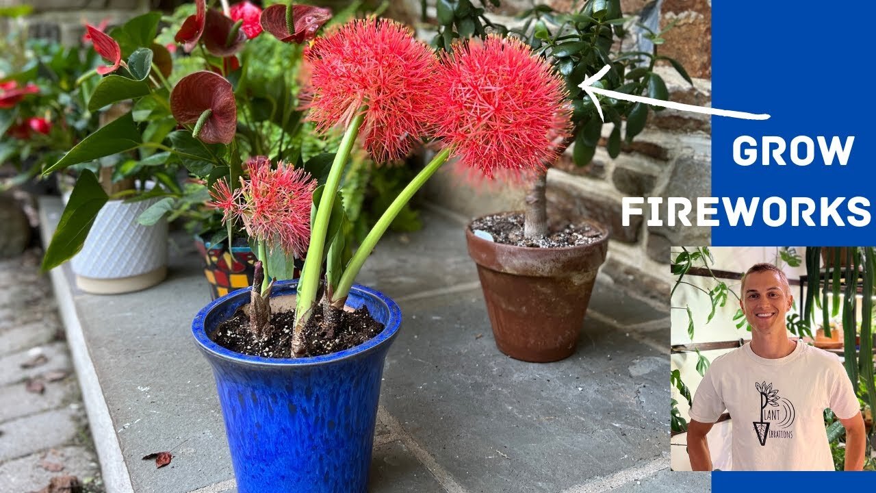 How to grow starfire lily (blood lily) from bulbs - Scadoxus ...
