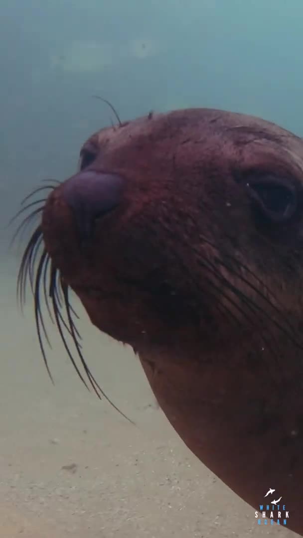 Cape fur seals, great white shark food #shorts