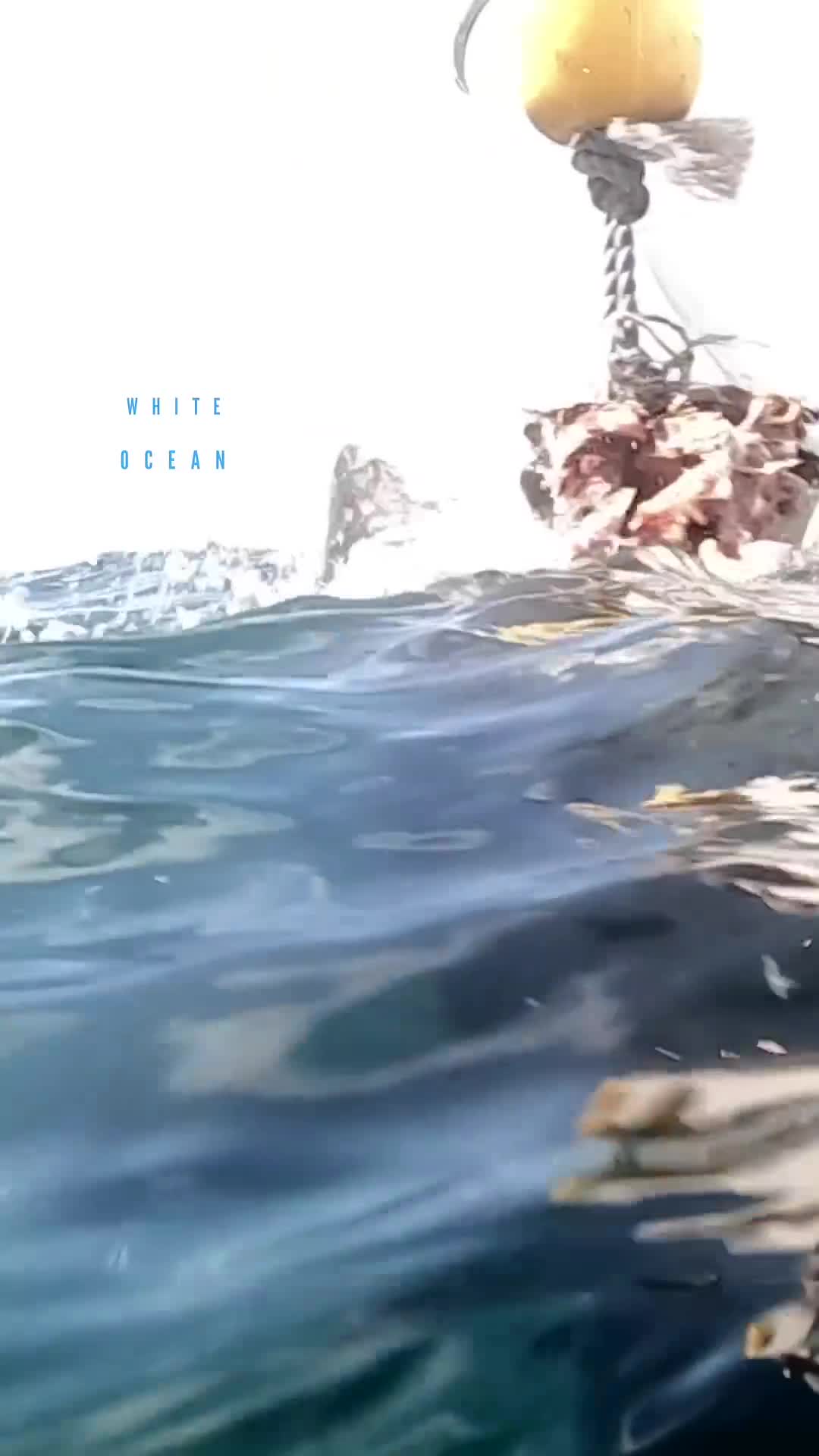 Great White Sharks Teeth Shred The Bait