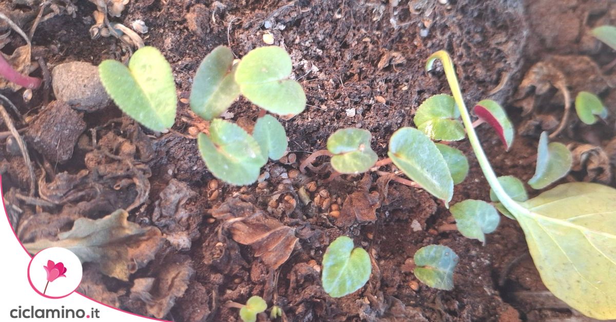 Queste sono le prime foglioline di ciclamino e vengono dai semi