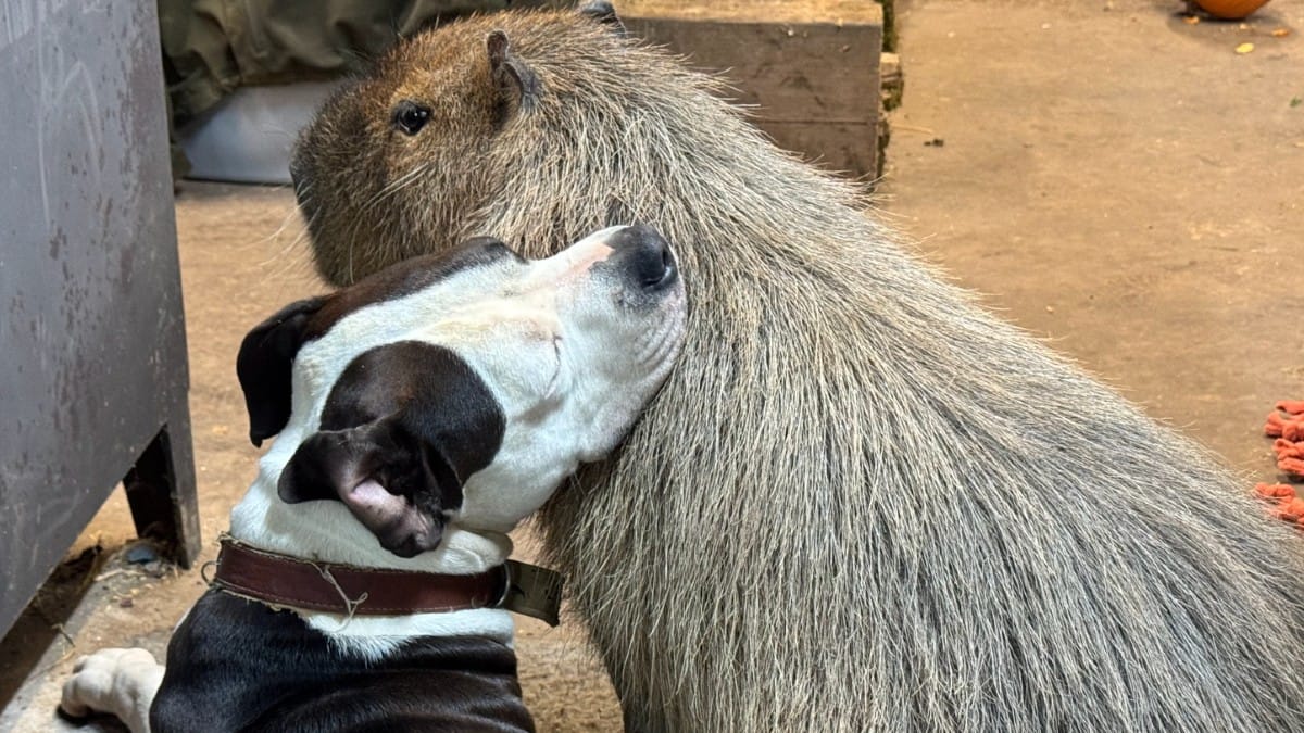 Capybara scales fences to be with his best friend... a dog