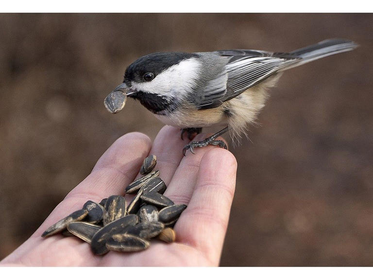 Windsor-Essex Christmas bird counts turn up encouraging numbers despite ...