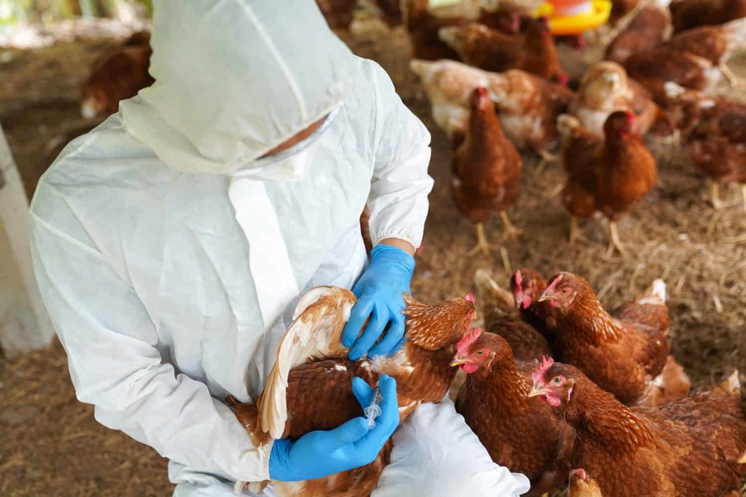 Bird flu slams Martha’s Vineyard: Why even healthy chickens vanish ...