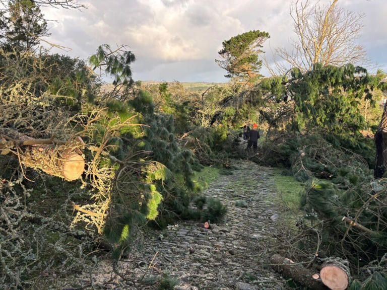 Nearly 100 trees blown down at St Michael’s Mount due to Storm Goretti